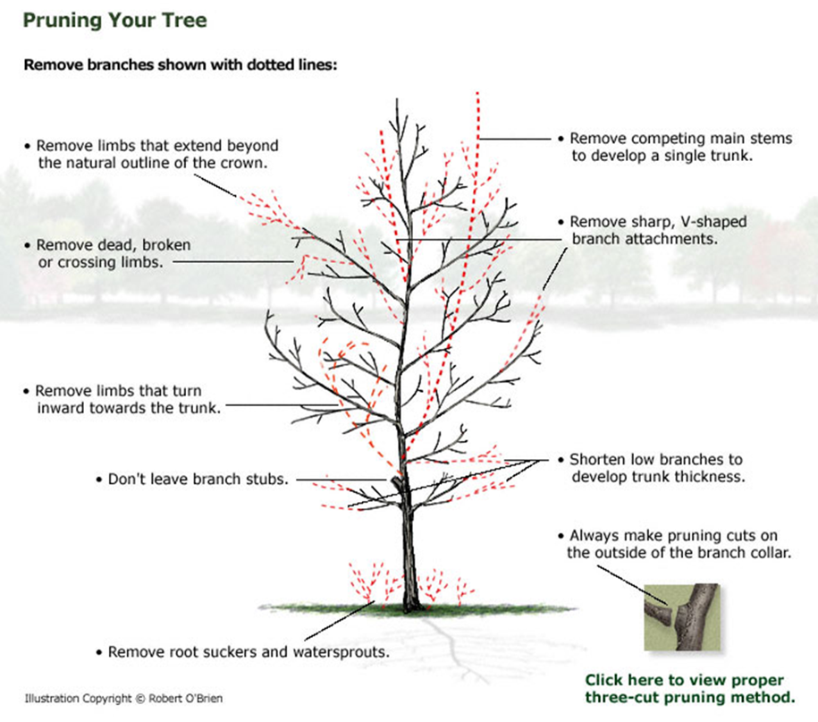 City of Dallas Forestry Proper Pruning